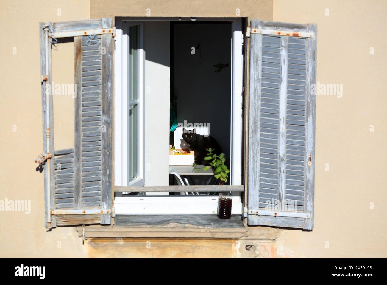Black cat pictured through a window frame, Grasse, Alpes Maritimes ...