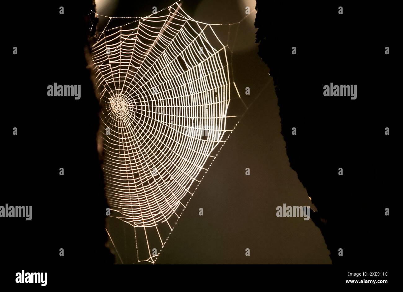 Empty spider web hi-res stock photography and images - Alamy