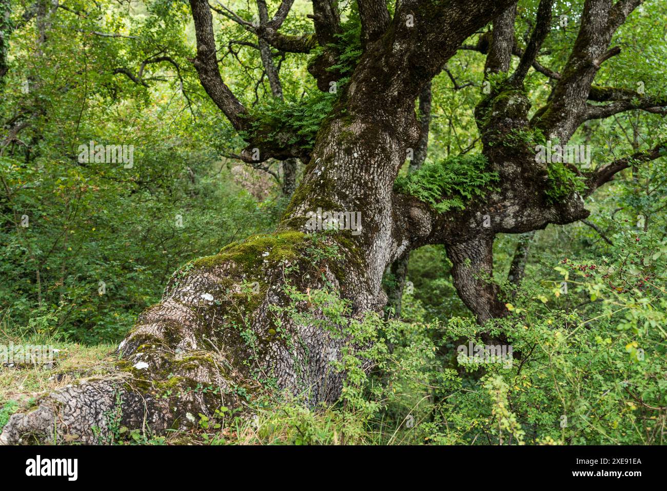 Oak grove hi-res stock photography and images - Alamy