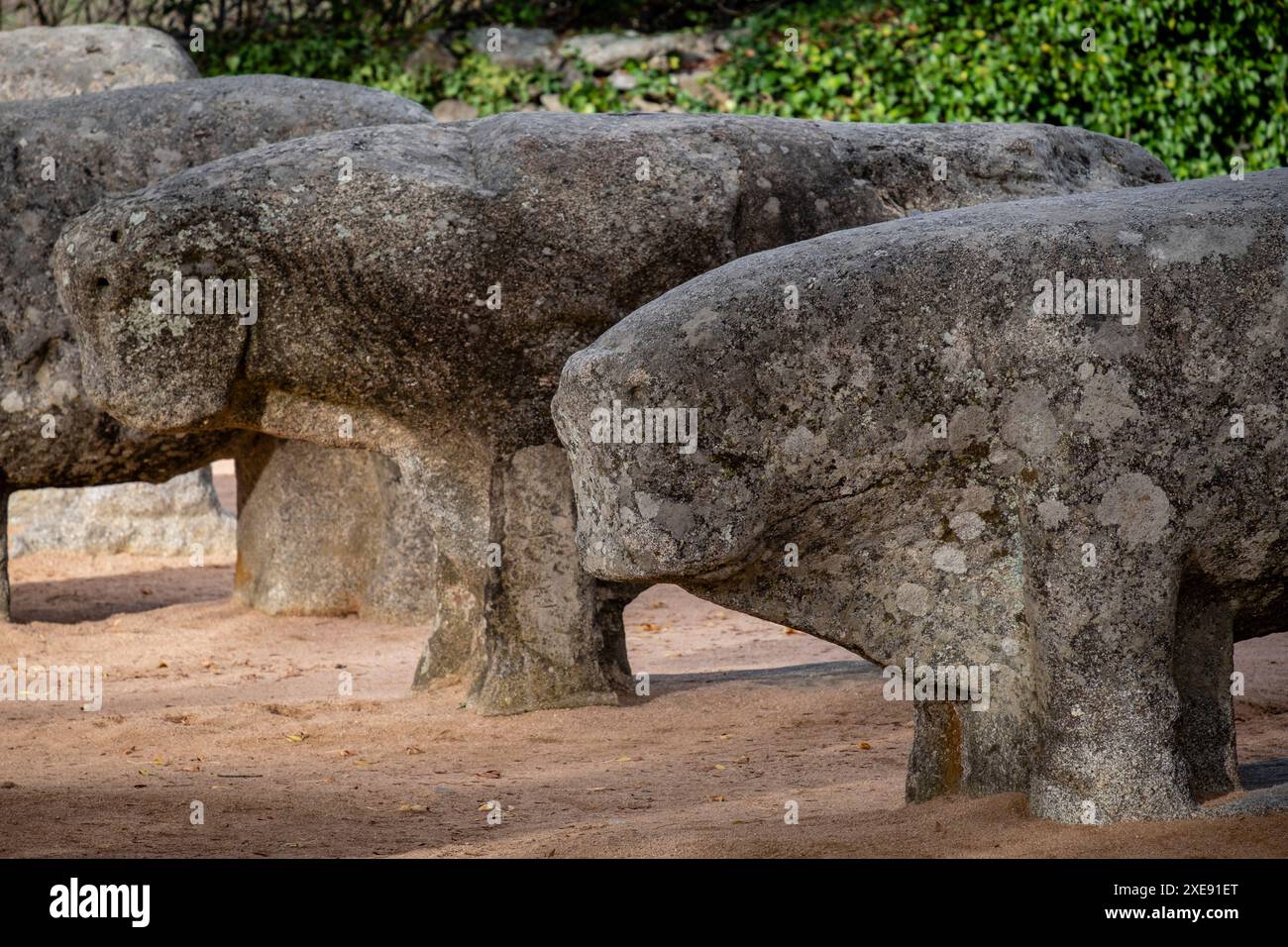 Bulls guisando hi-res stock photography and images - Alamy