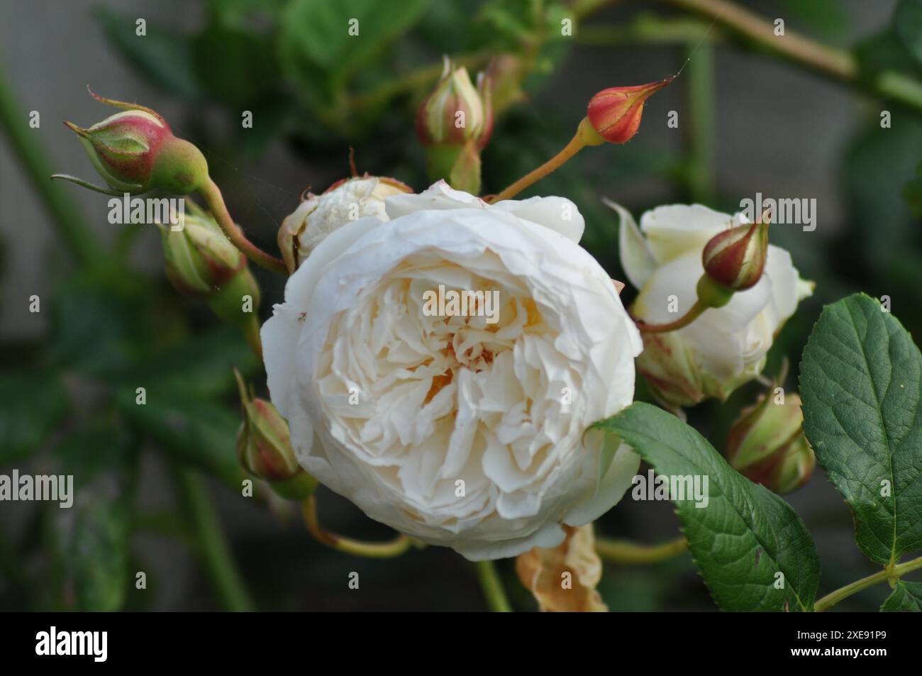 Claire austin rose hi-res stock photography and images - Alamy