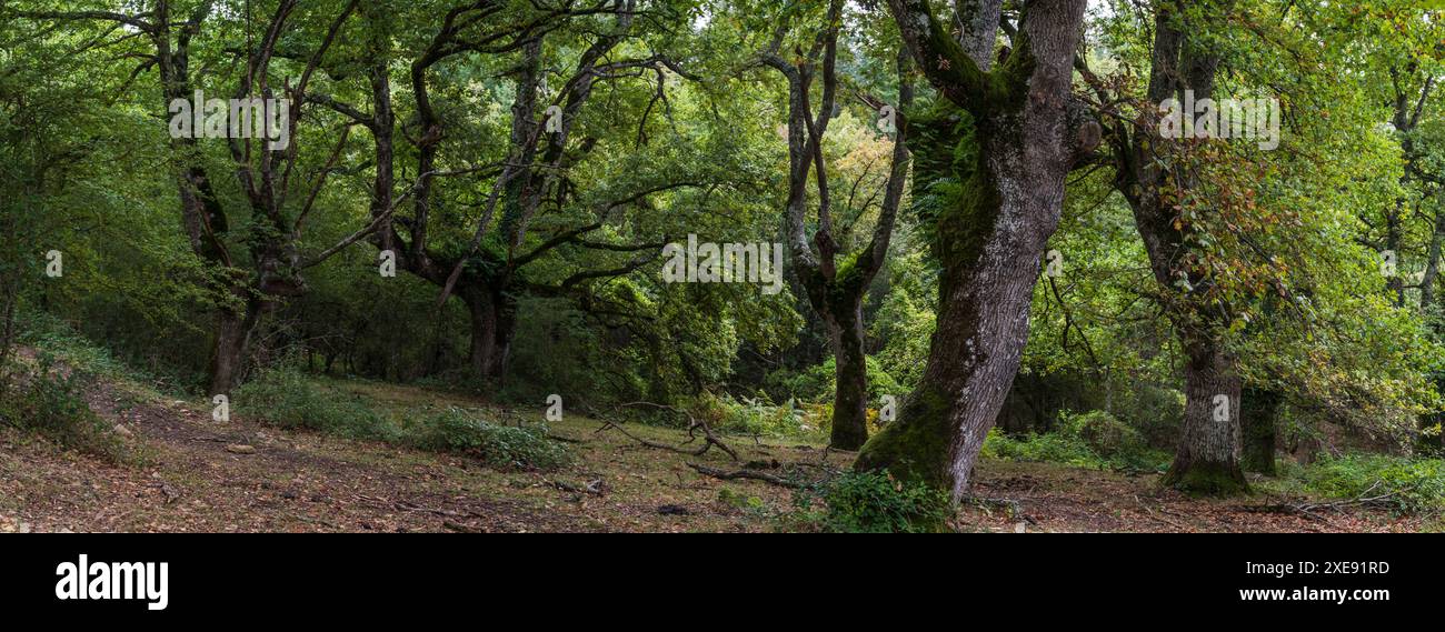 Oak grove hi-res stock photography and images - Alamy