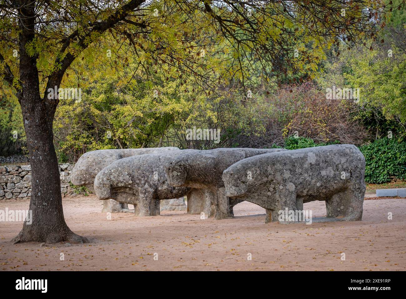 Bulls guisando hi-res stock photography and images - Alamy