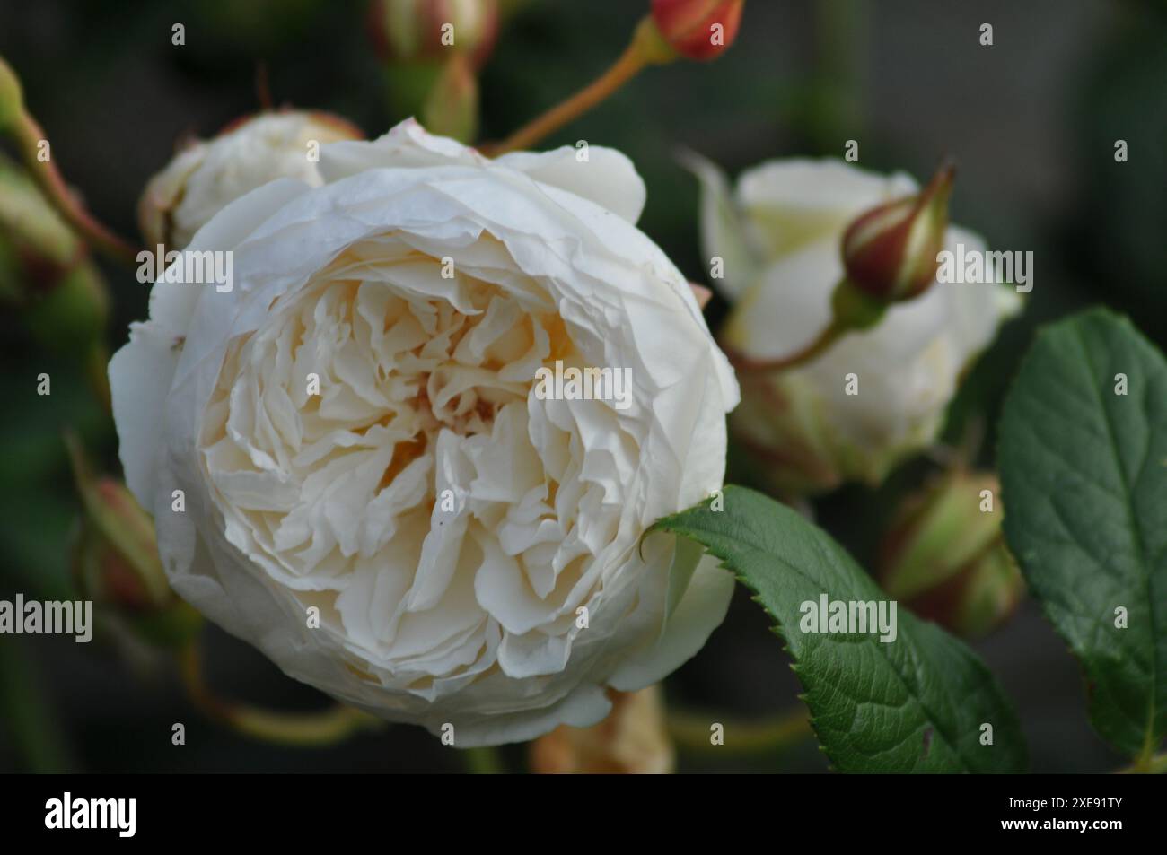 Claire austin climbing rose hi-res stock photography and images - Alamy