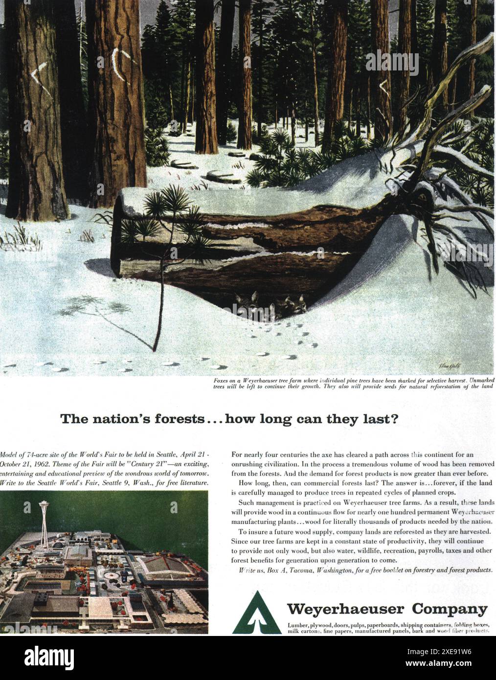 1961 Weyerhaeuser Company ad - Nations forest foxes tree farm Stock ...