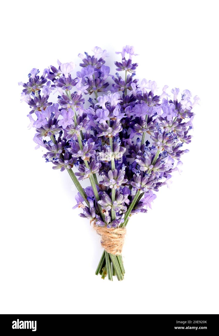 Lavender flowers isolated Stock Photo - Alamy