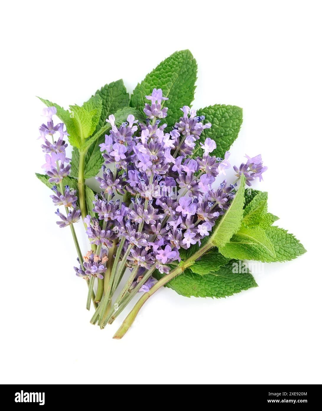 Lavender mint hi-res stock photography and images - Alamy