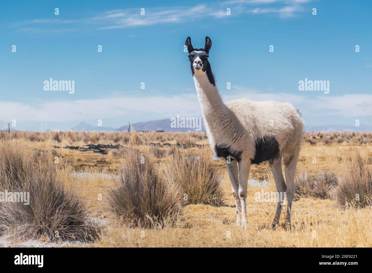 alpacas eating and grazing in the Andes mountain range surrounded by ...