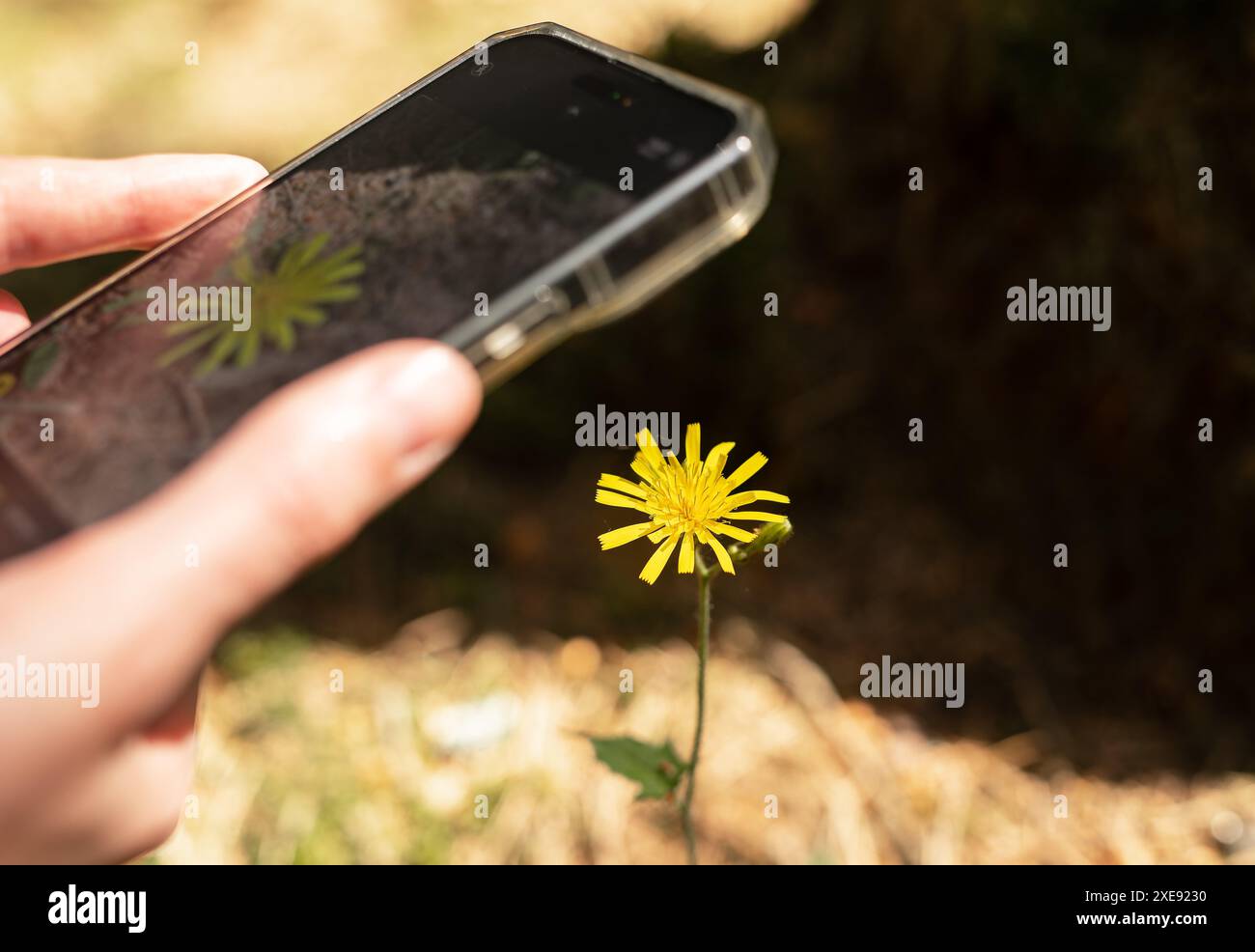 Taking mobile photo of yellow flower, capturing nature, photographing ...