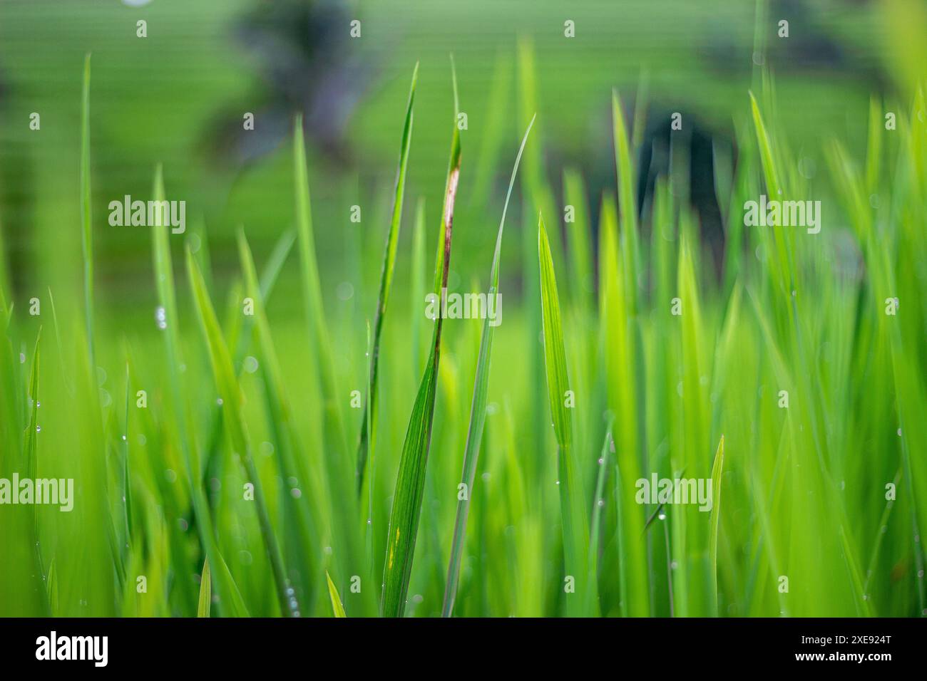 Wide and close view of green grass of rice fields on a rainy day in ...