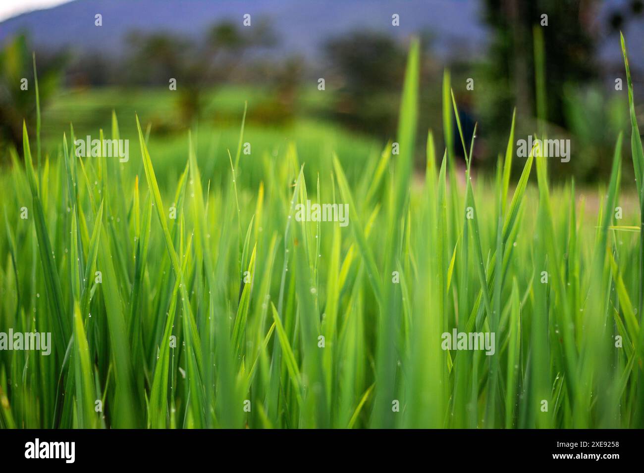 Wide and close view of green grass of rice fields on a rainy day in ...