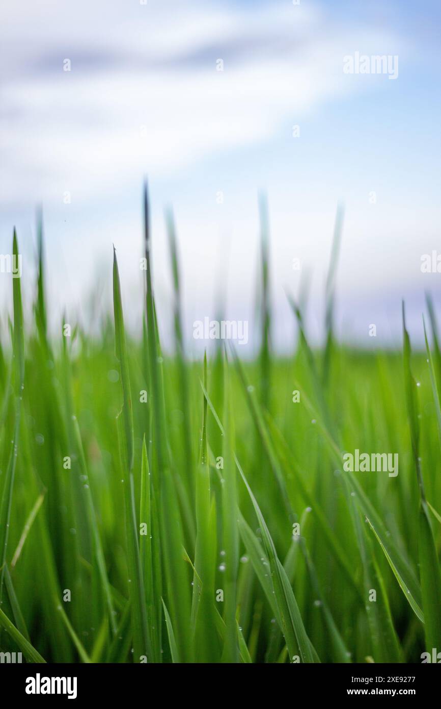 Wide and close view of green grass of rice fields on a rainy day in ...