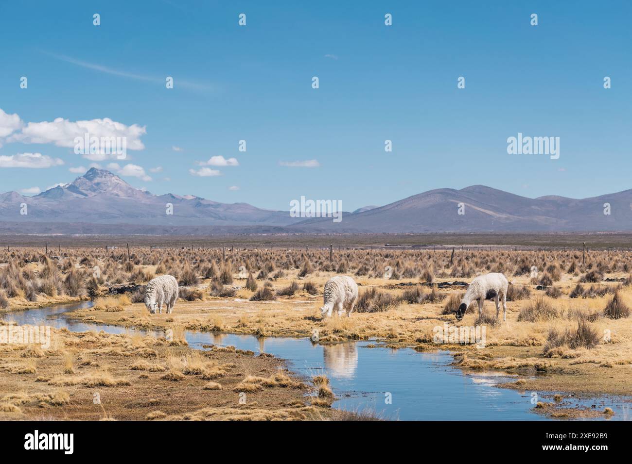alpacas eating and grazing in the Andes mountain range surrounded by ...