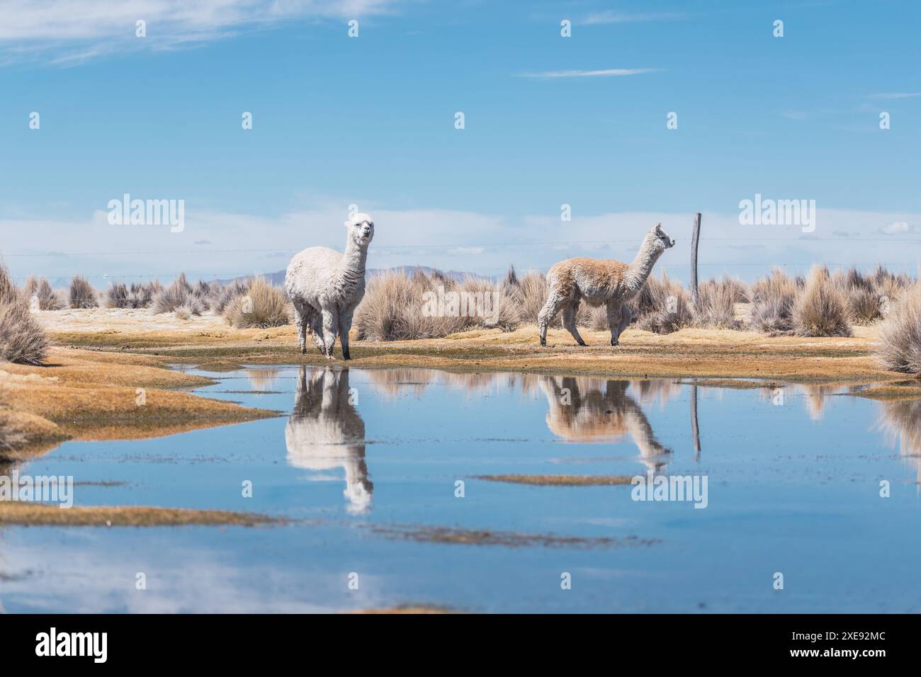 alpacas eating and grazing in the Andes mountain range surrounded by ...