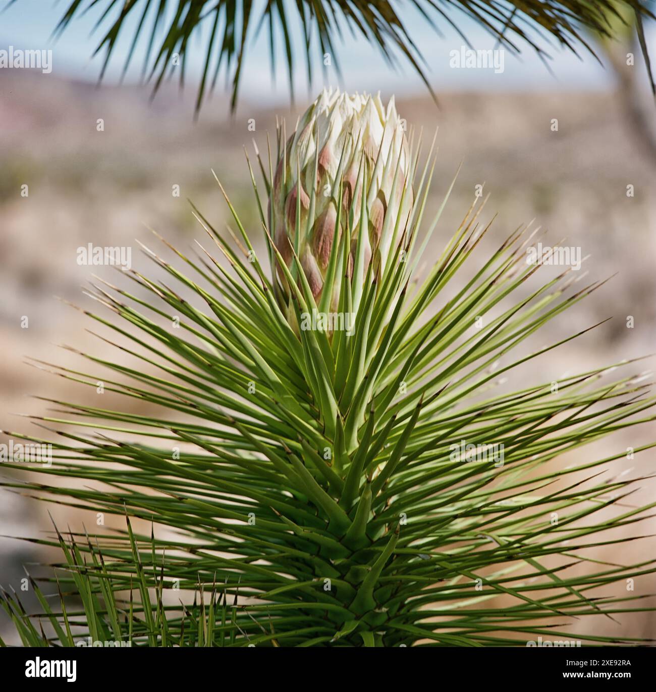 Yucca moth yucca flower hi-res stock photography and images - Alamy