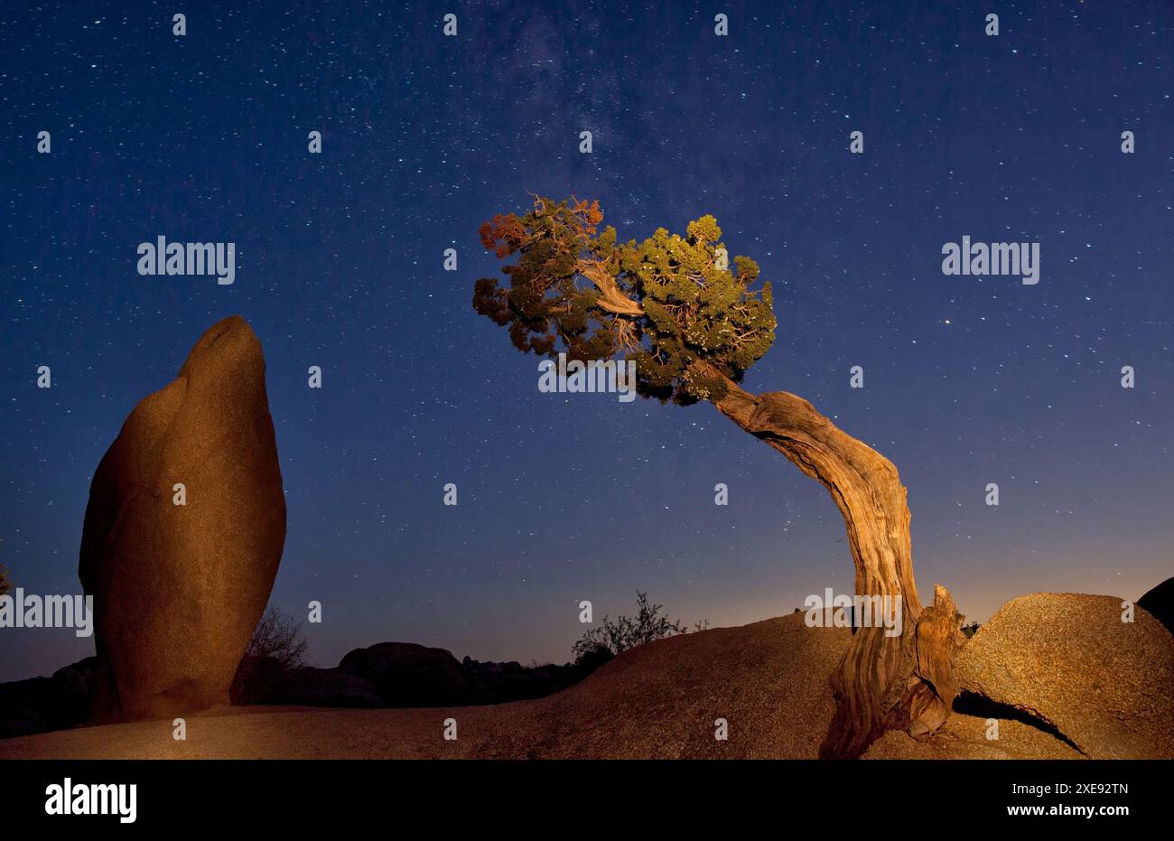 Juniper tree joshua tree hi-res stock photography and images - Alamy