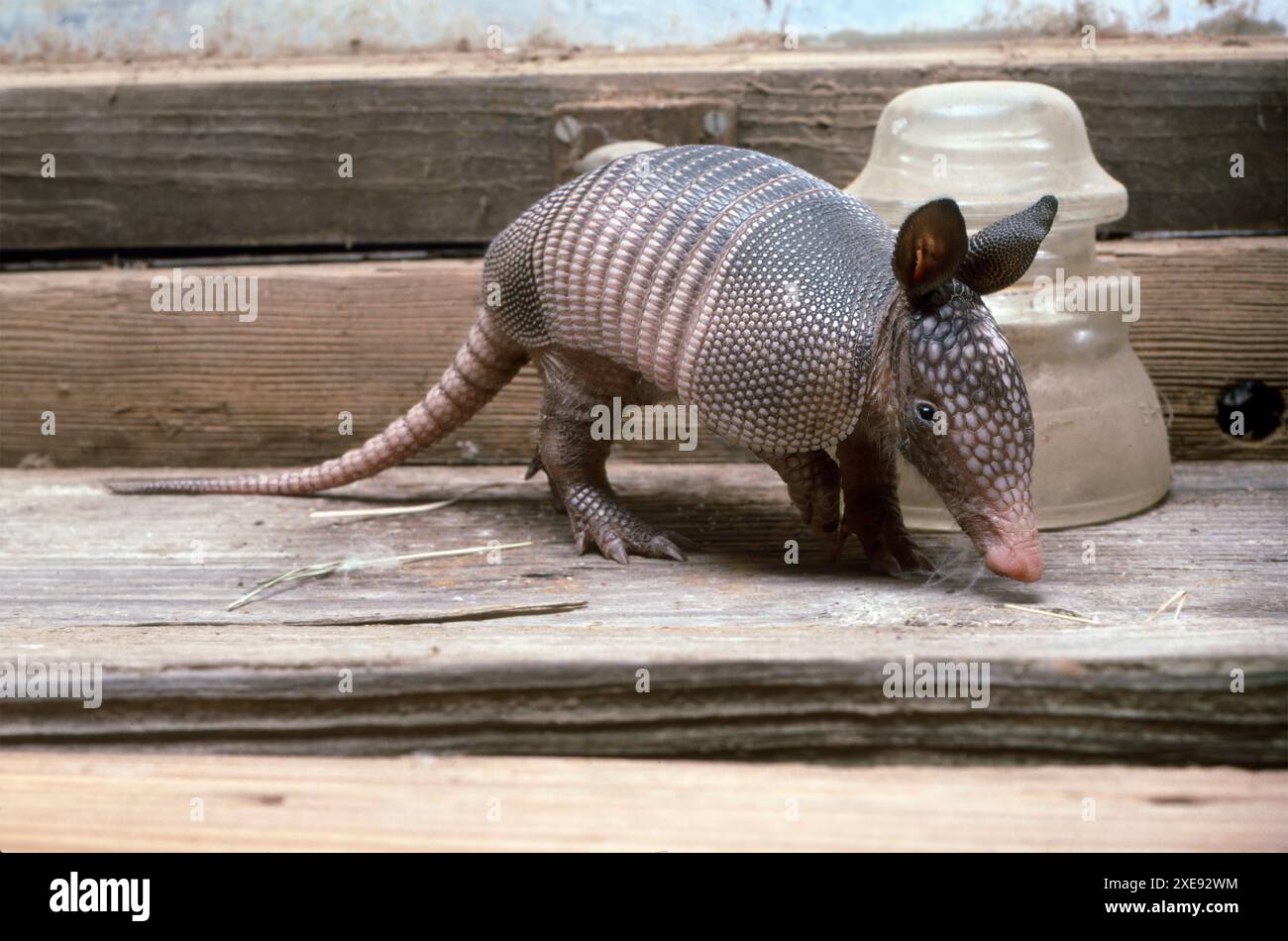 Baby Armadillo in barn Stock Photo - Alamy