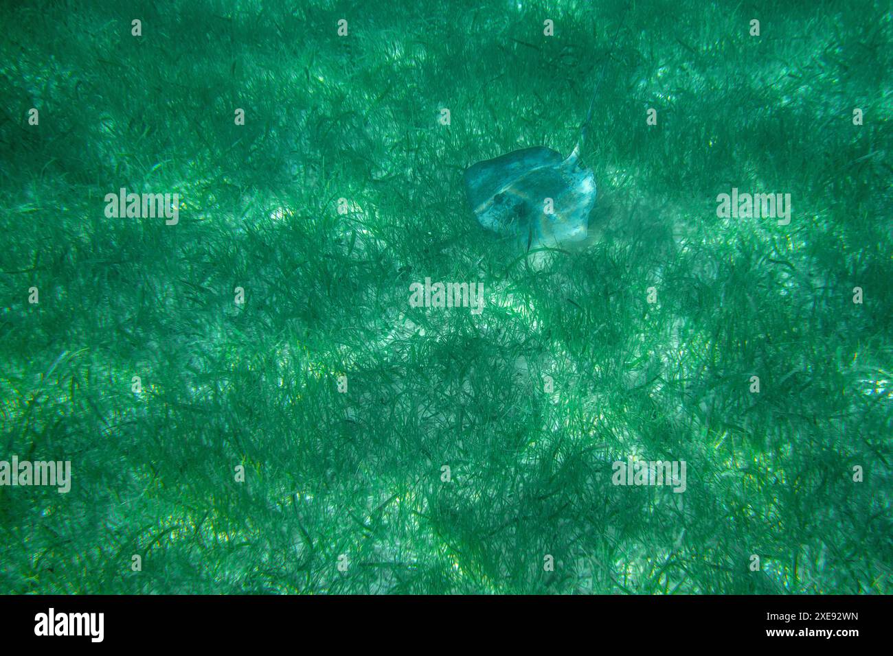 Stingray on ocean blue water with sun light penetrate through the ...
