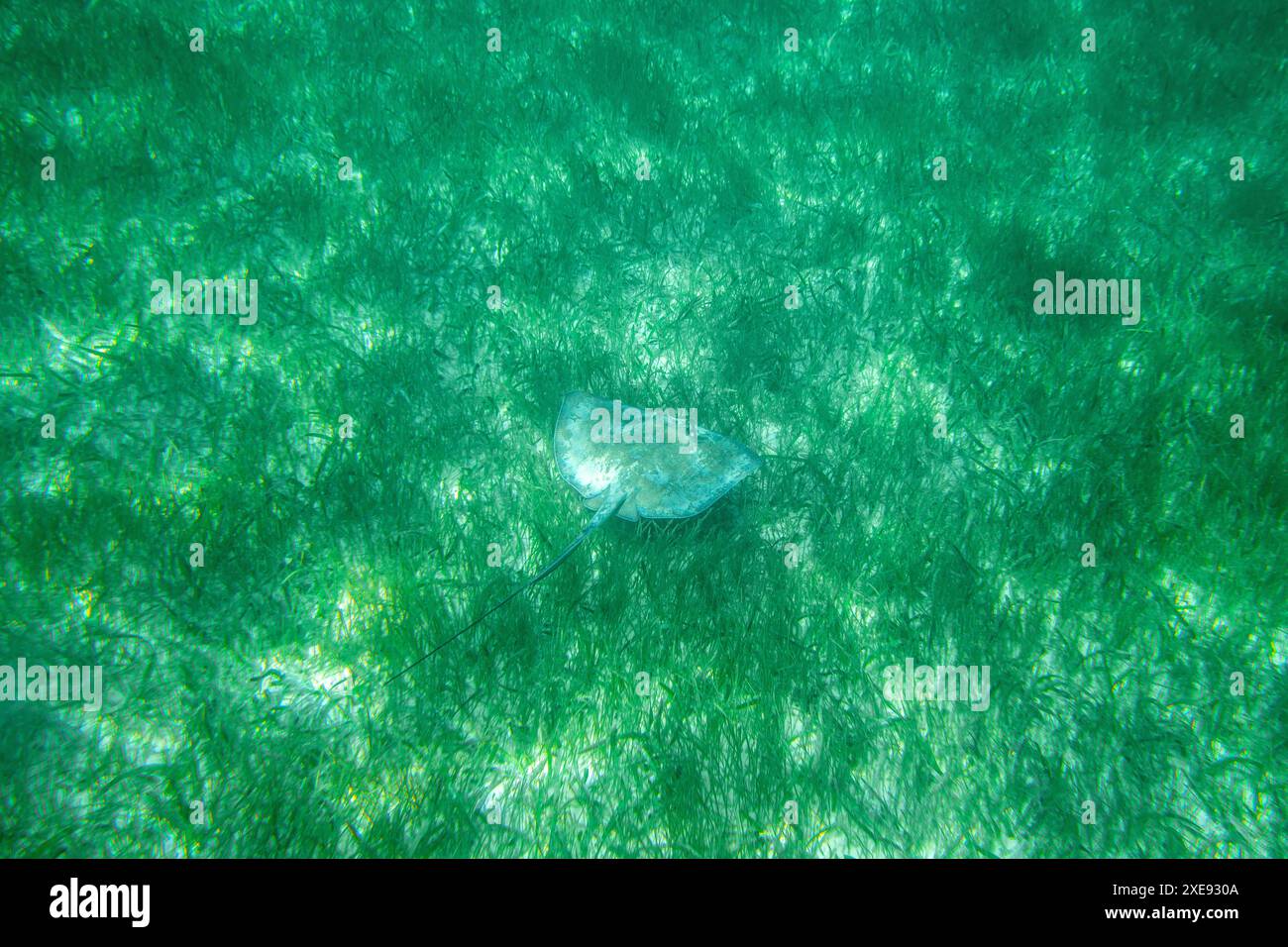 Stingray on ocean blue water with sun light penetrate through the ...
