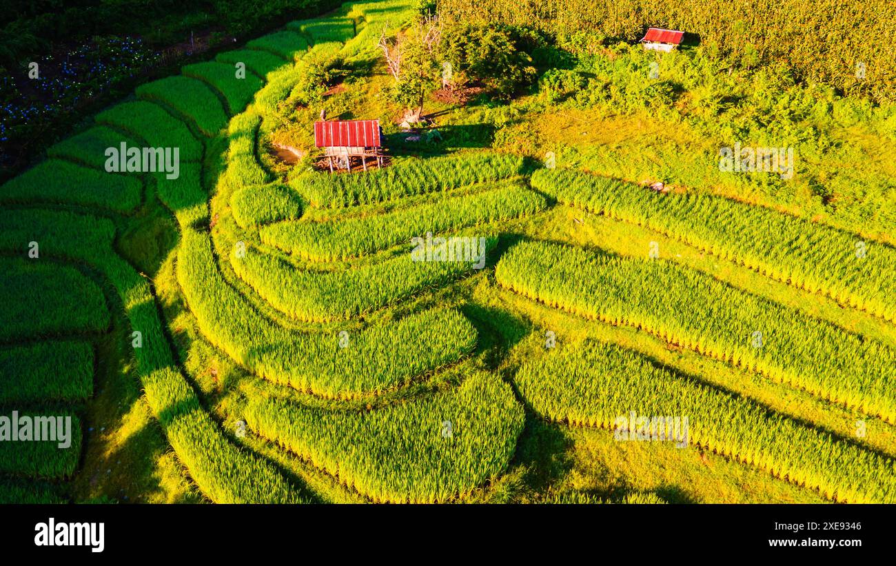 top view at the green Terraced Rice Field in Chiangmai Thailand, Pa ...