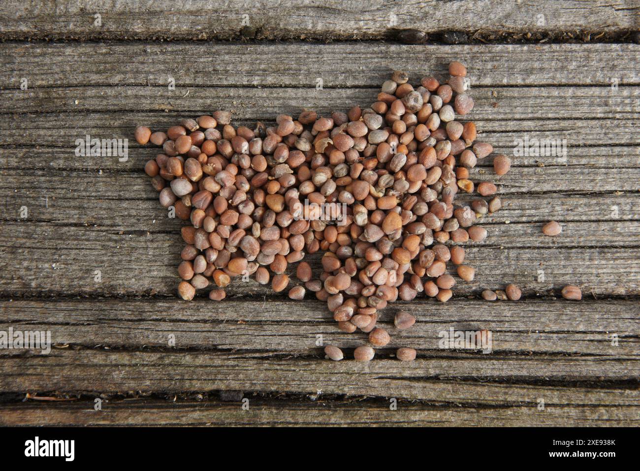 Raphanus sativus, radish, seed Stock Photo - Alamy