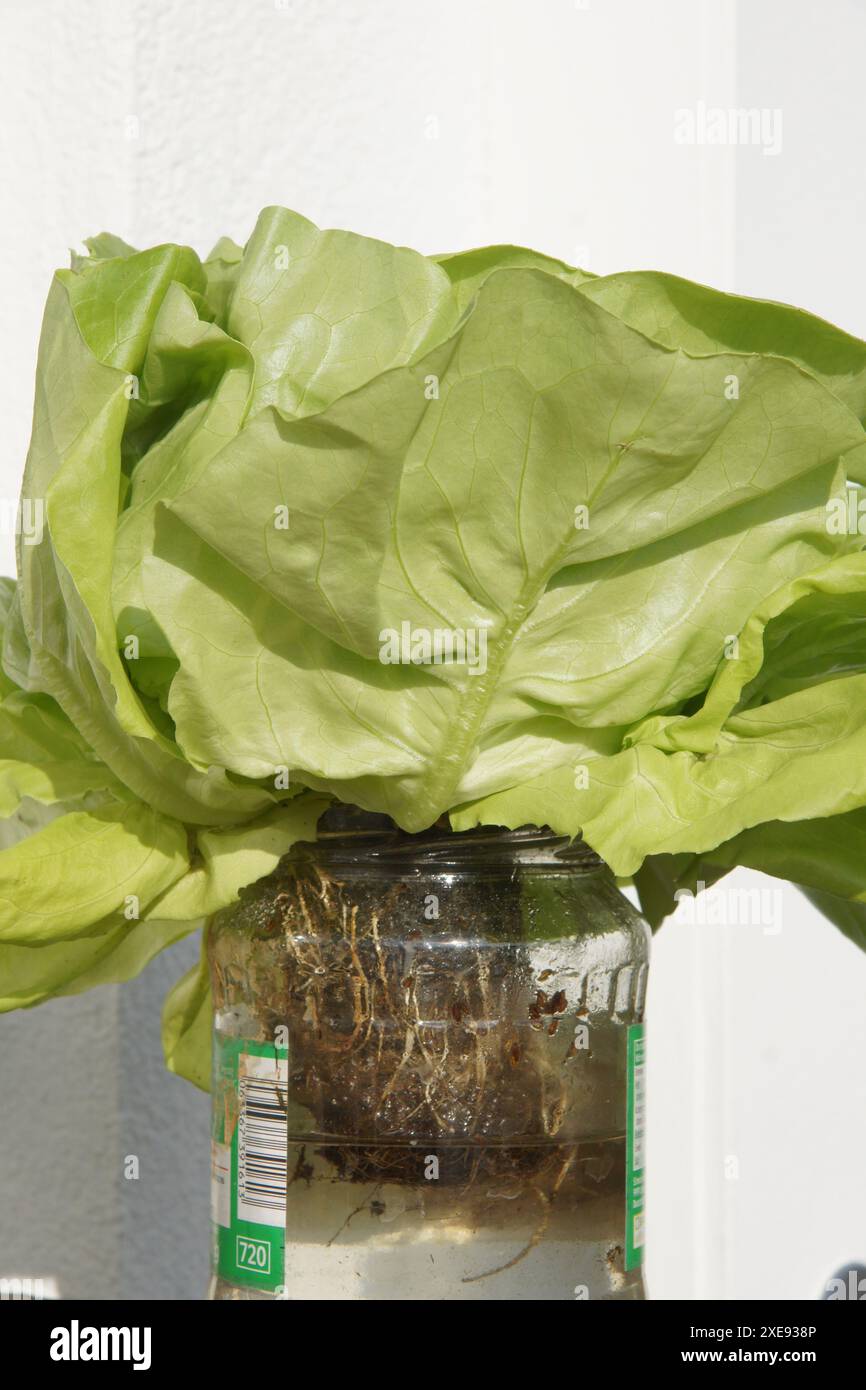 Cooking roots hi-res stock photography and images - Alamy