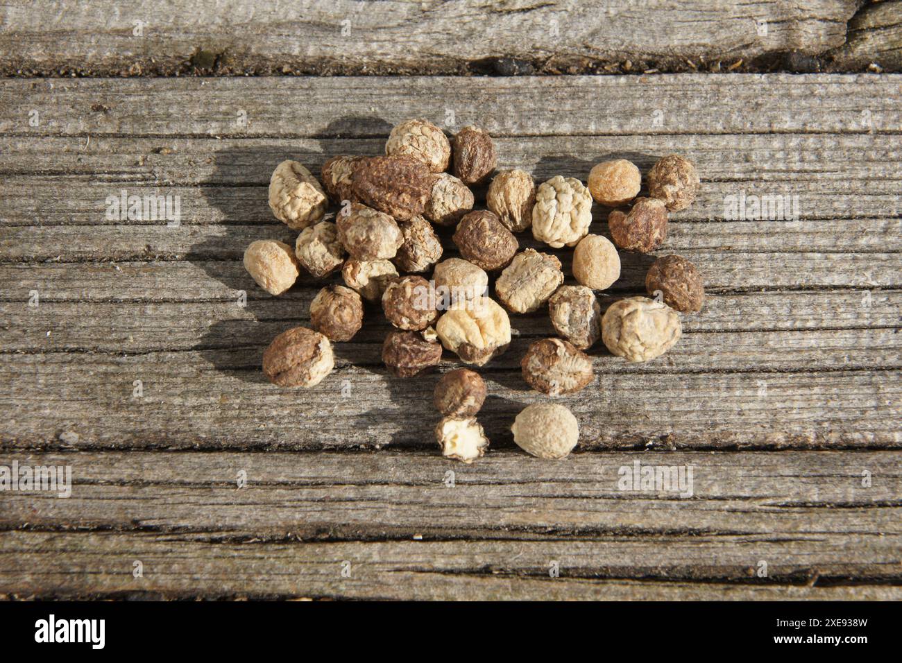 Tropaeolum major hi-res stock photography and images - Alamy