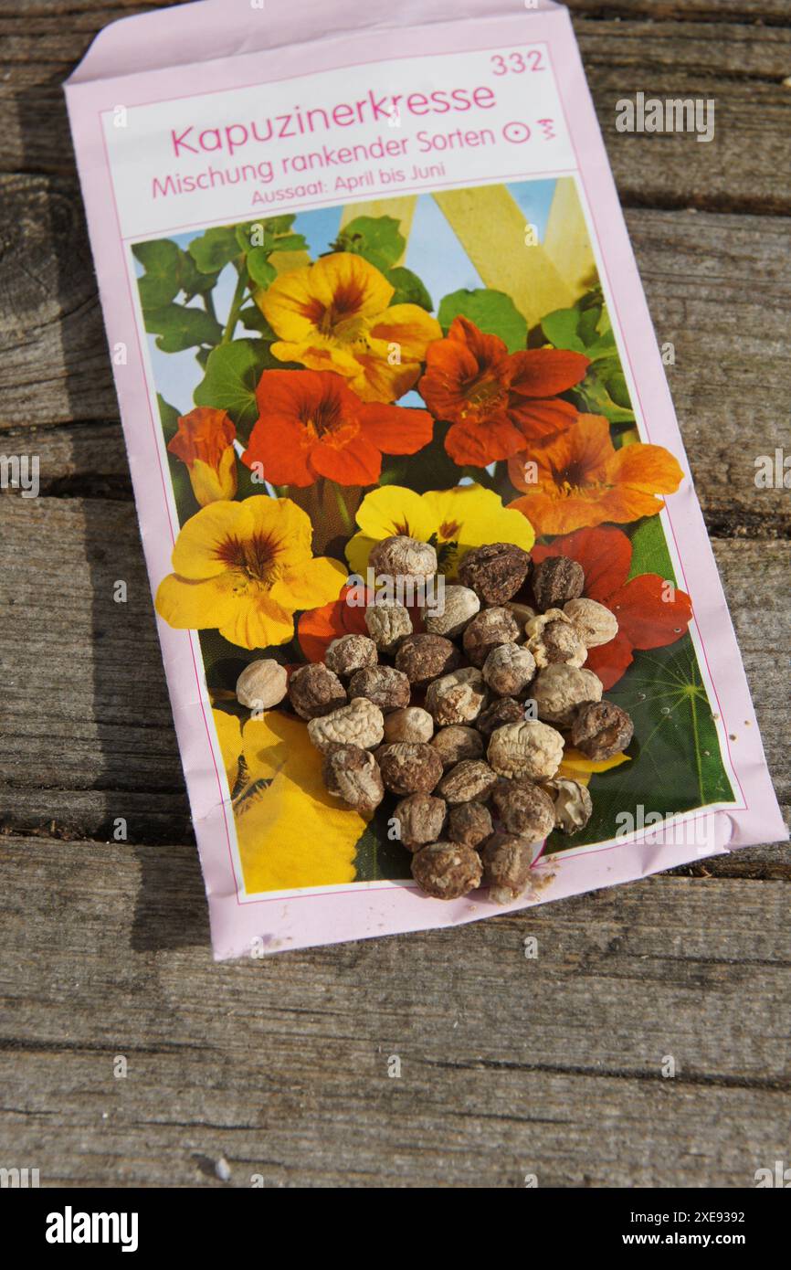 Tropaeolum major, nasturtium, seeds Stock Photo - Alamy
