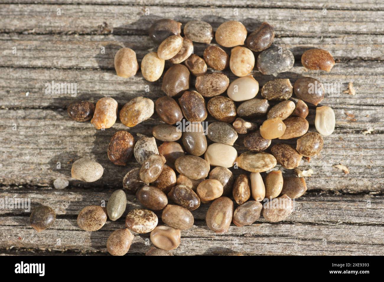 Lupinus, lupin, seeds Stock Photo - Alamy