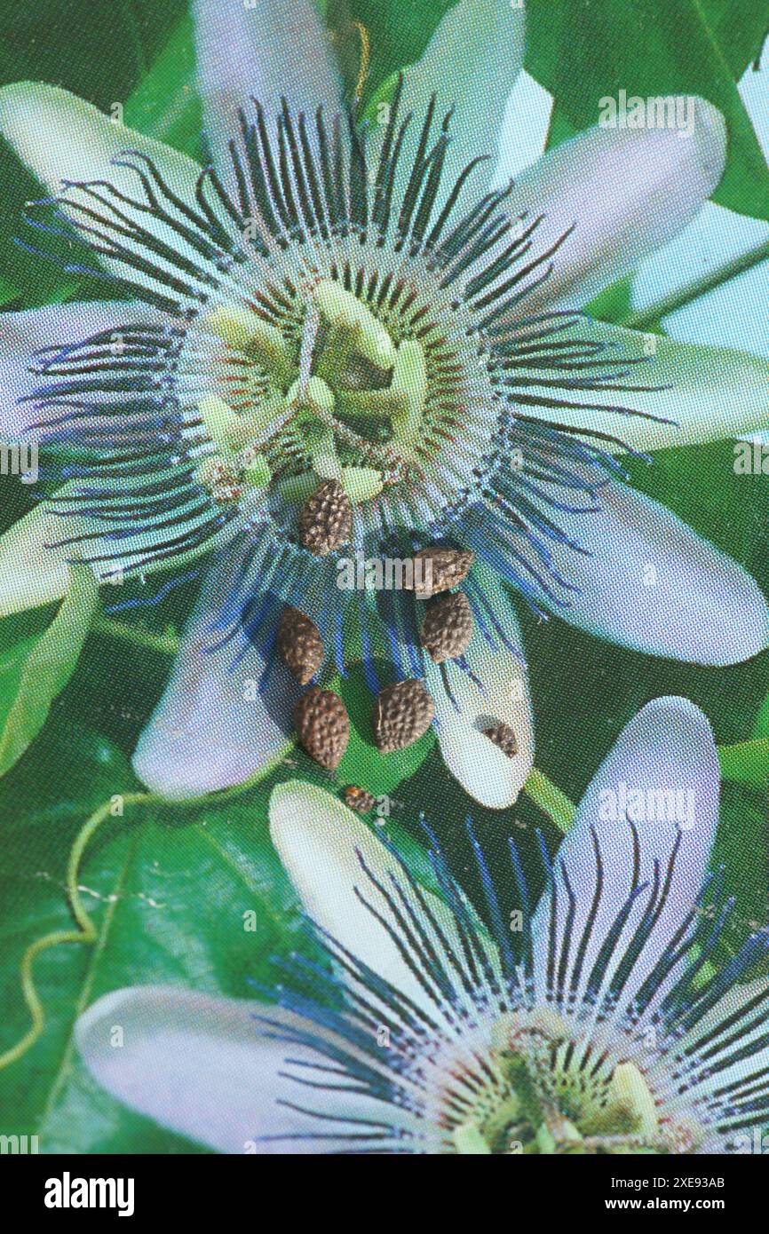 Passiflora seeds hi-res stock photography and images - Alamy