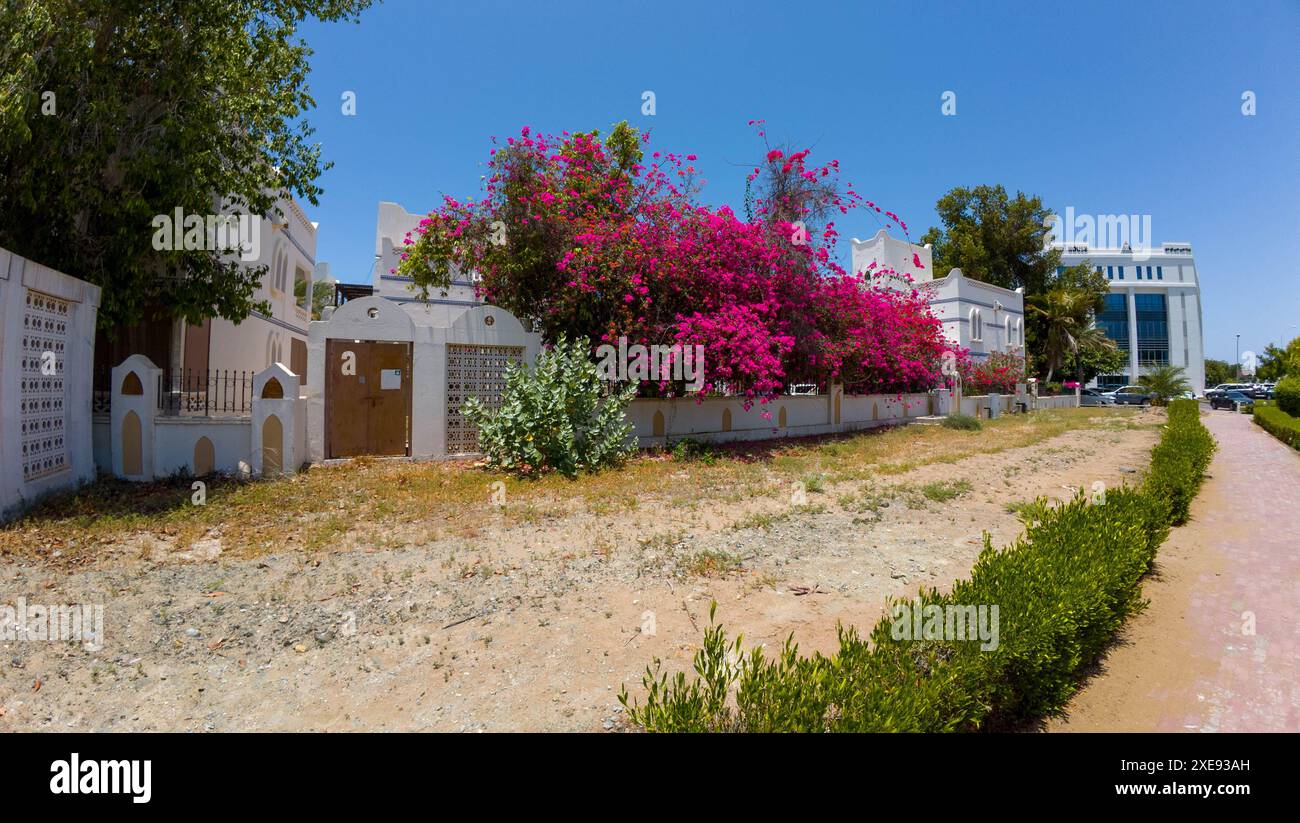 Photography of houses and flower gardens in Muscat city during sunny ...