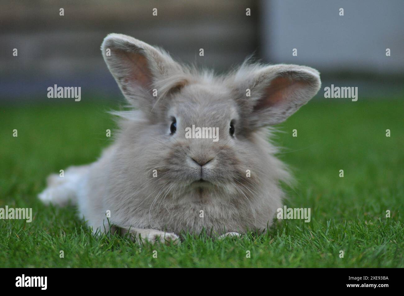 Cute lion pet hi-res stock photography and images - Alamy