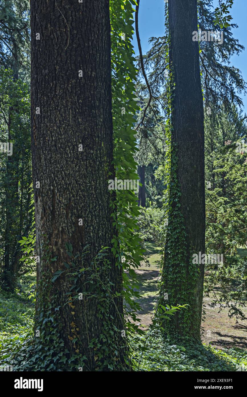 Tree trunks can be used for furniture, paper, construction and other ...