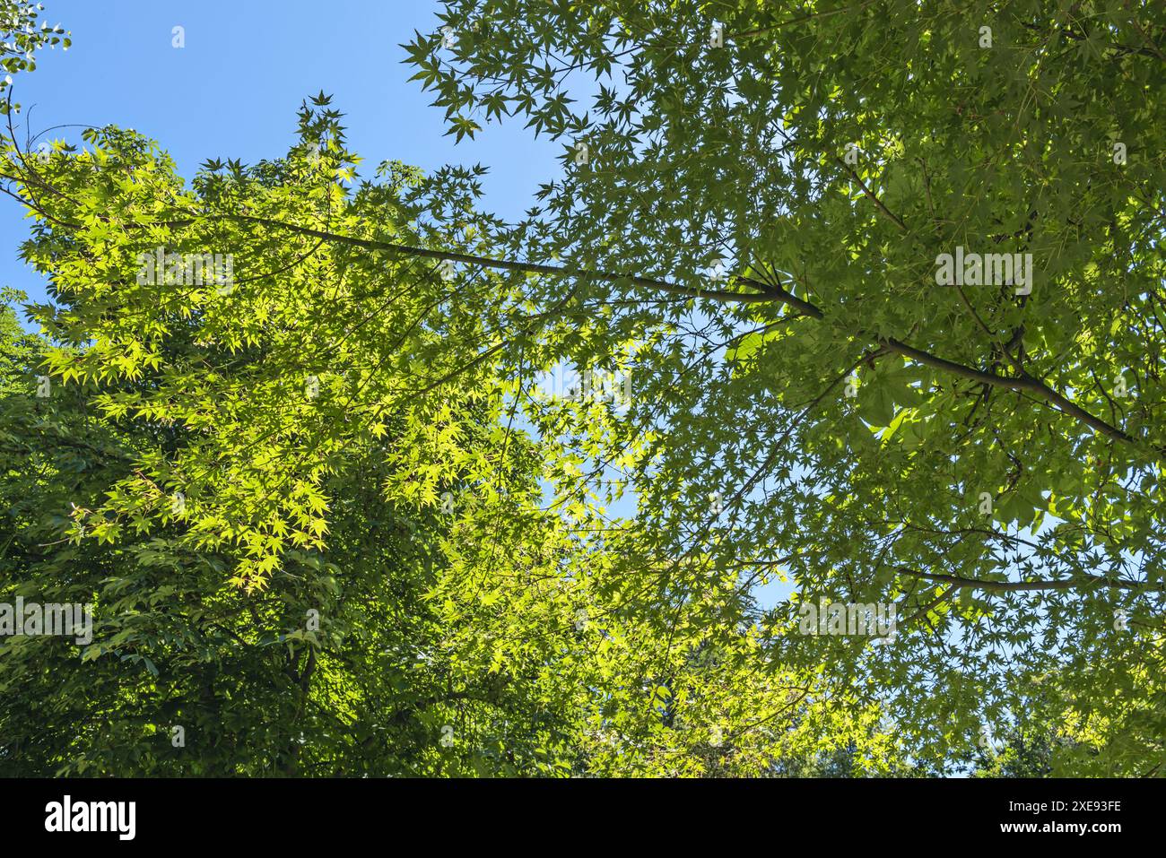 The trunk is the main part of the tree, providing structural support ...