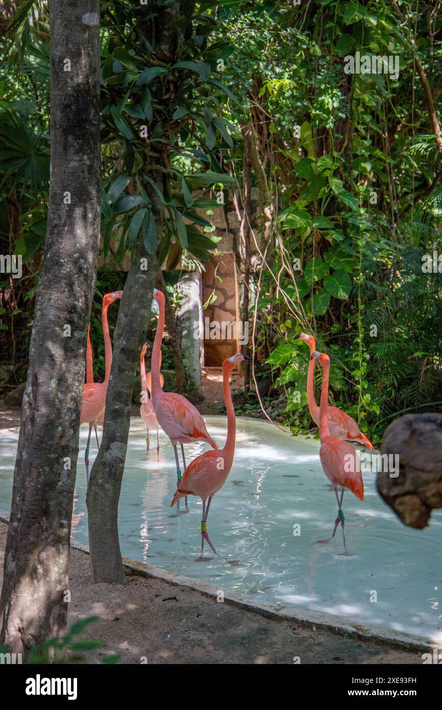 Band of pink Caribbean flamingos in a pond at Eco-Park in Quintana Roo ...