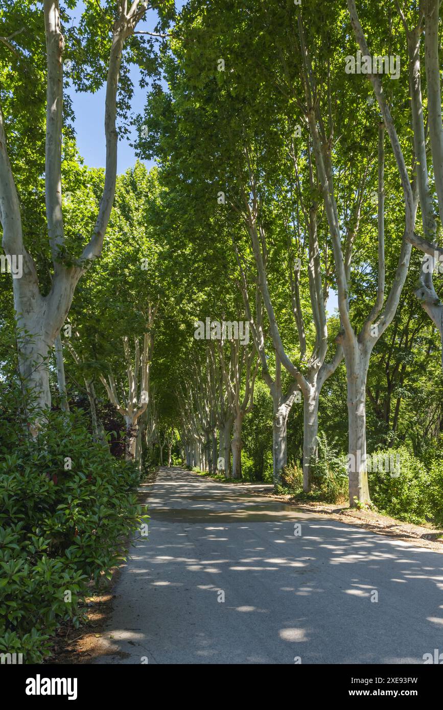 In addition to providing shade and beauty, trees play a crucial role in ...