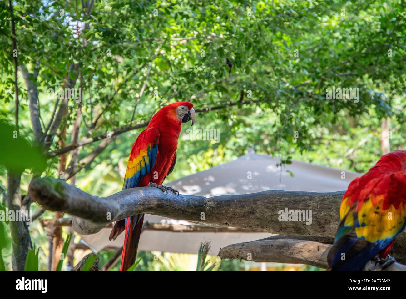 Scarlet Macaw or Flag Macaw (Ara macao) at Eco-Park in Quintana Roo ...