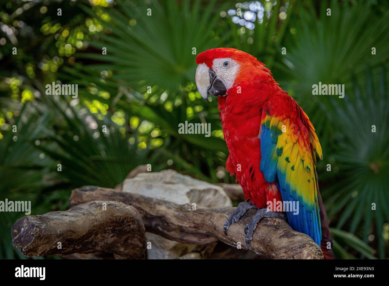 Scarlet Macaw or Flag Macaw (Ara macao) at Eco-Park in Quintana Roo ...