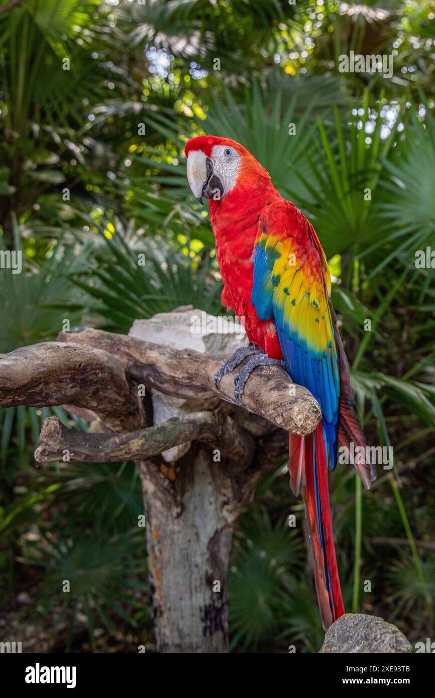 Scarlet Macaw or Flag Macaw (Ara macao) at Eco-Park in Quintana Roo ...