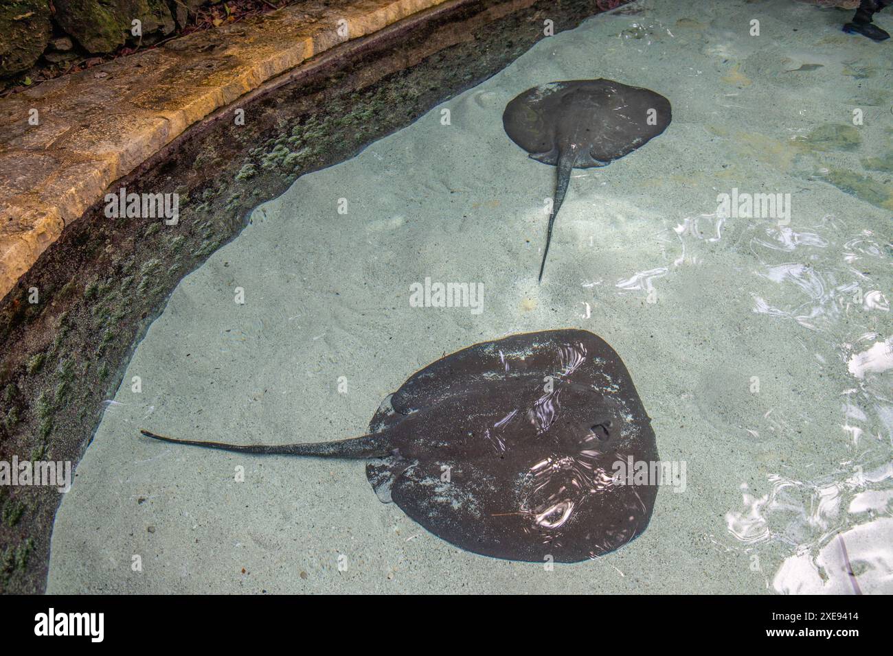 Stingrays in a pond at Eco-Park in Quintana Roo, Mexico Stock Photo - Alamy