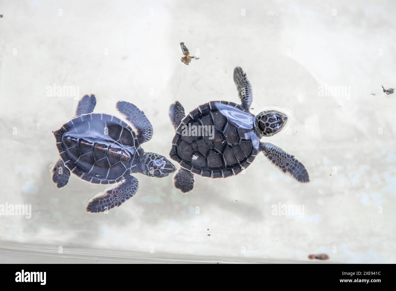 Baby Sea turtles in a pond at Eco-Park in Quintana Roo, Mexico Stock ...