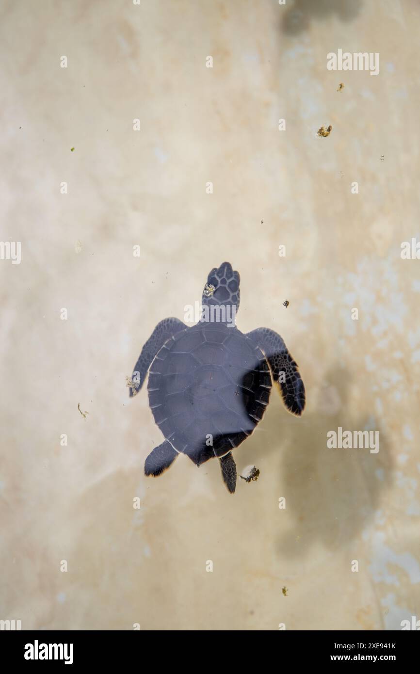 Cute baby sea turtle swimming hi-res stock photography and images - Alamy