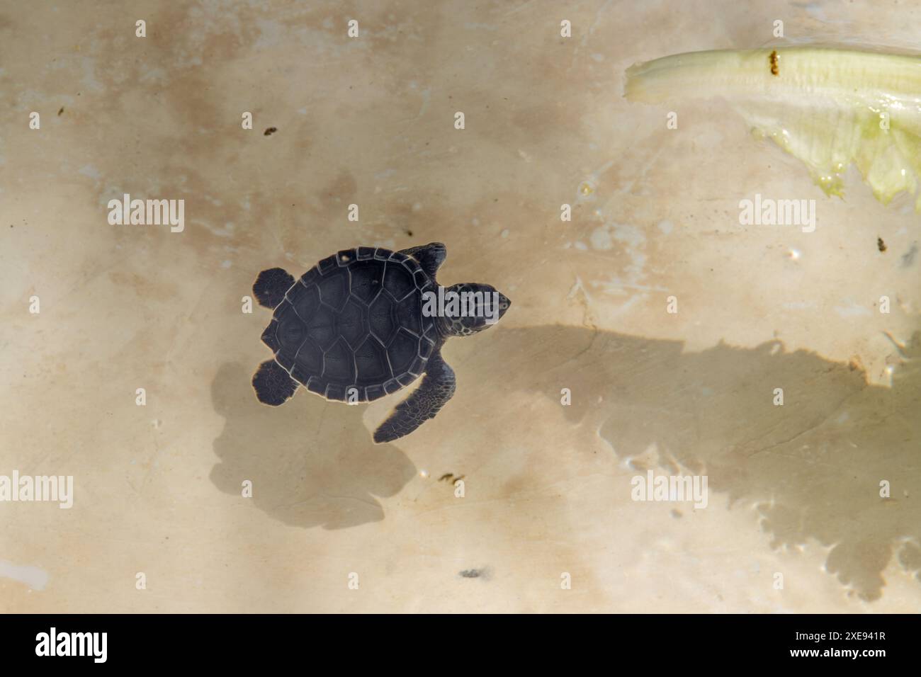 Cute baby sea turtle swimming hi-res stock photography and images - Alamy