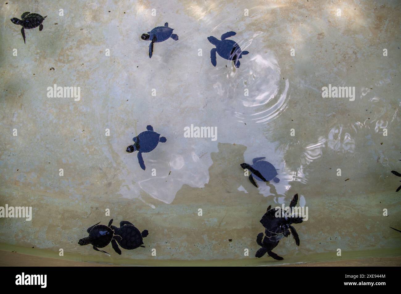 Baby Sea turtles in a pond at Eco-Park in Quintana Roo, Mexico Stock ...