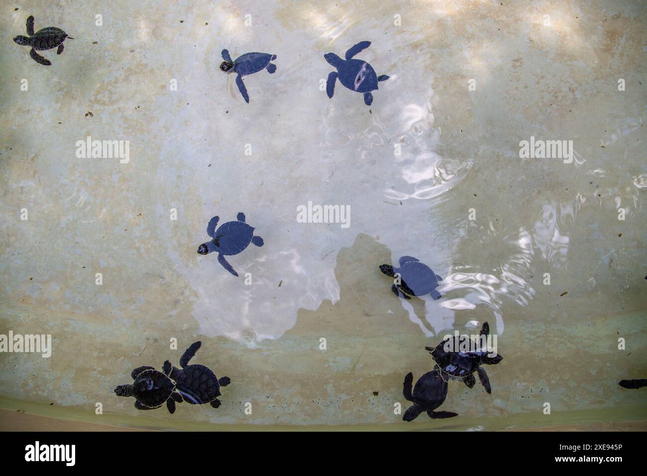 Baby Sea turtles in a pond at Eco-Park in Quintana Roo, Mexico Stock ...