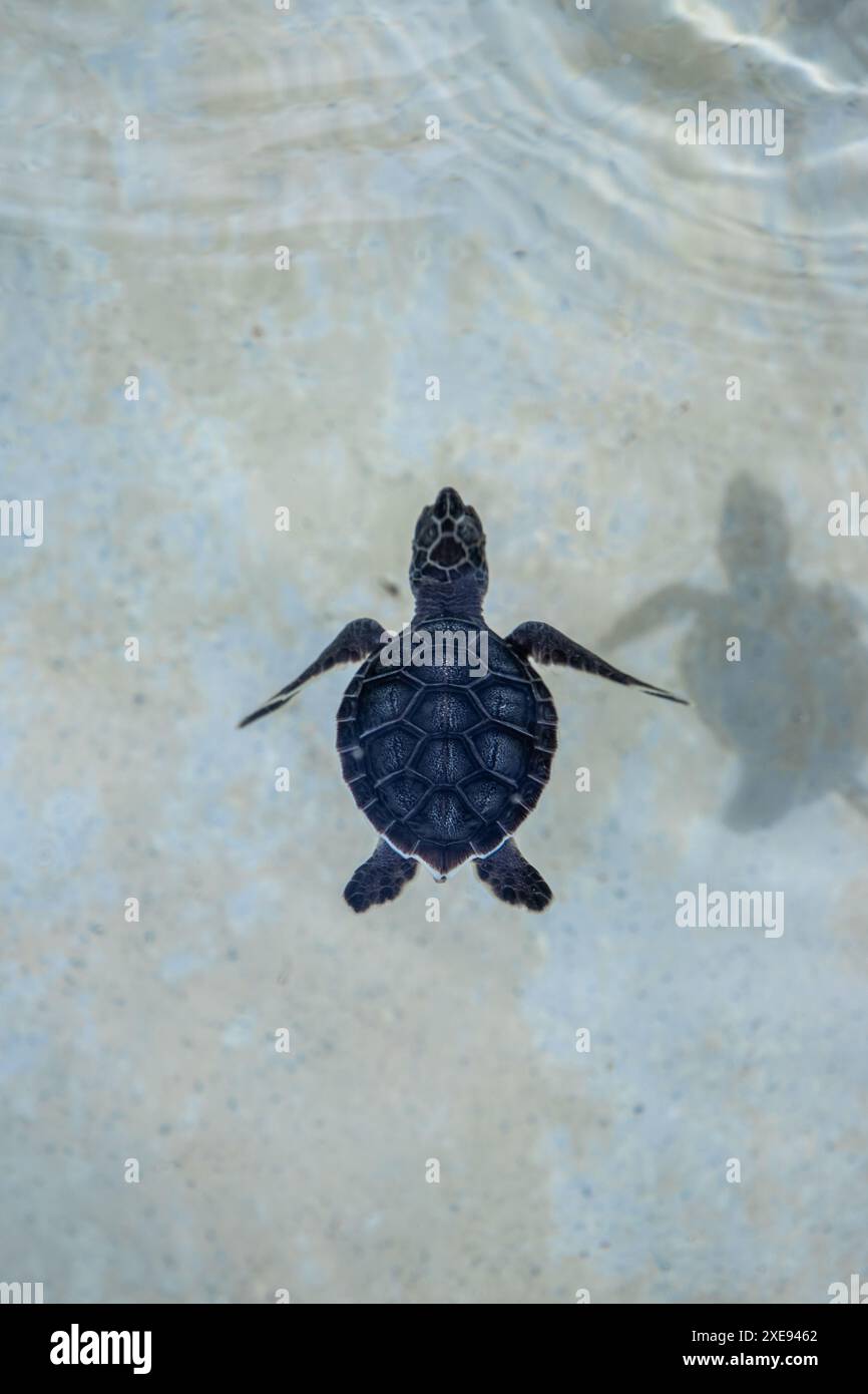 Cute baby sea turtle swimming hi-res stock photography and images - Alamy