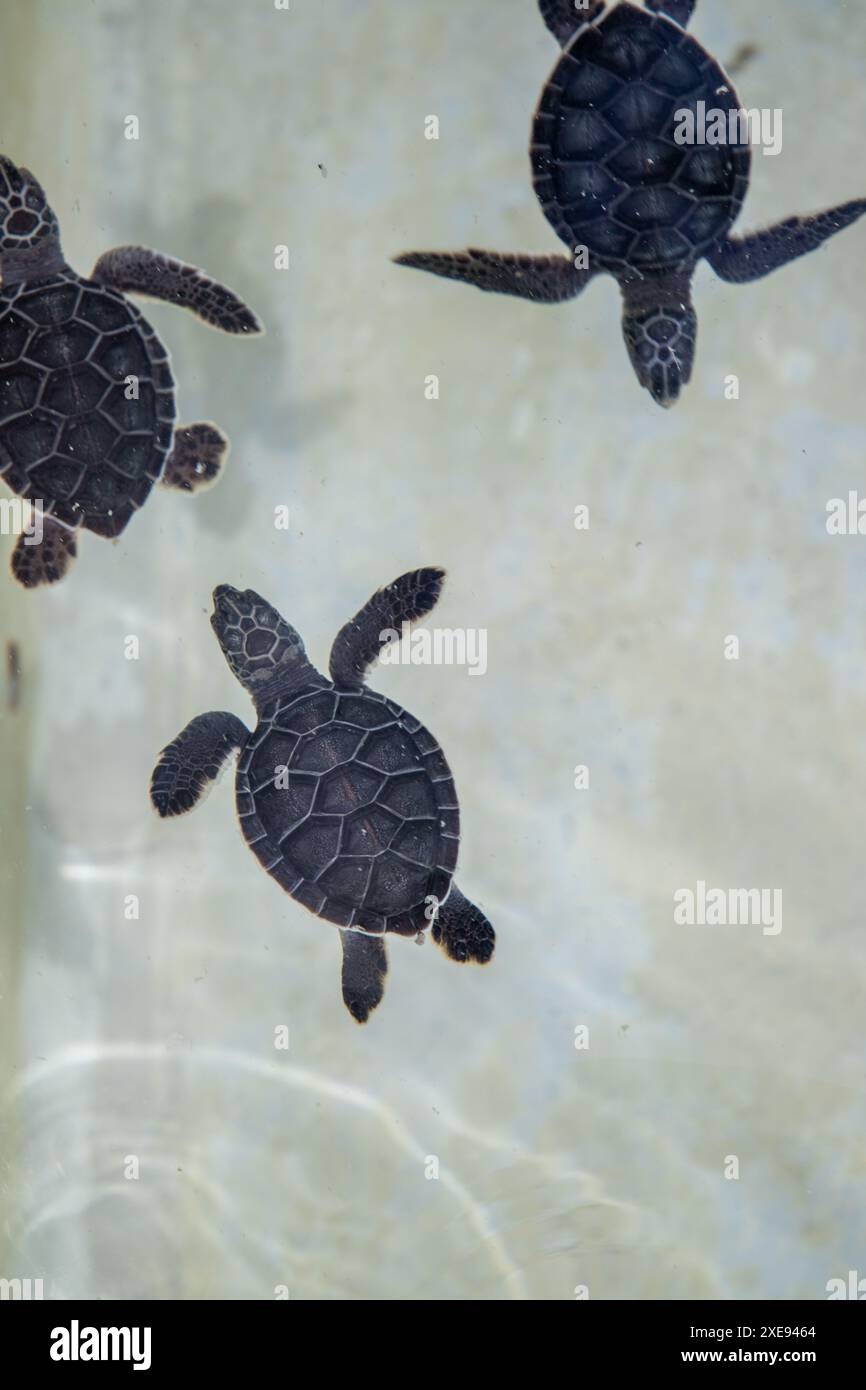 Baby Sea turtles in a pond at Eco-Park in Quintana Roo, Mexico Stock ...