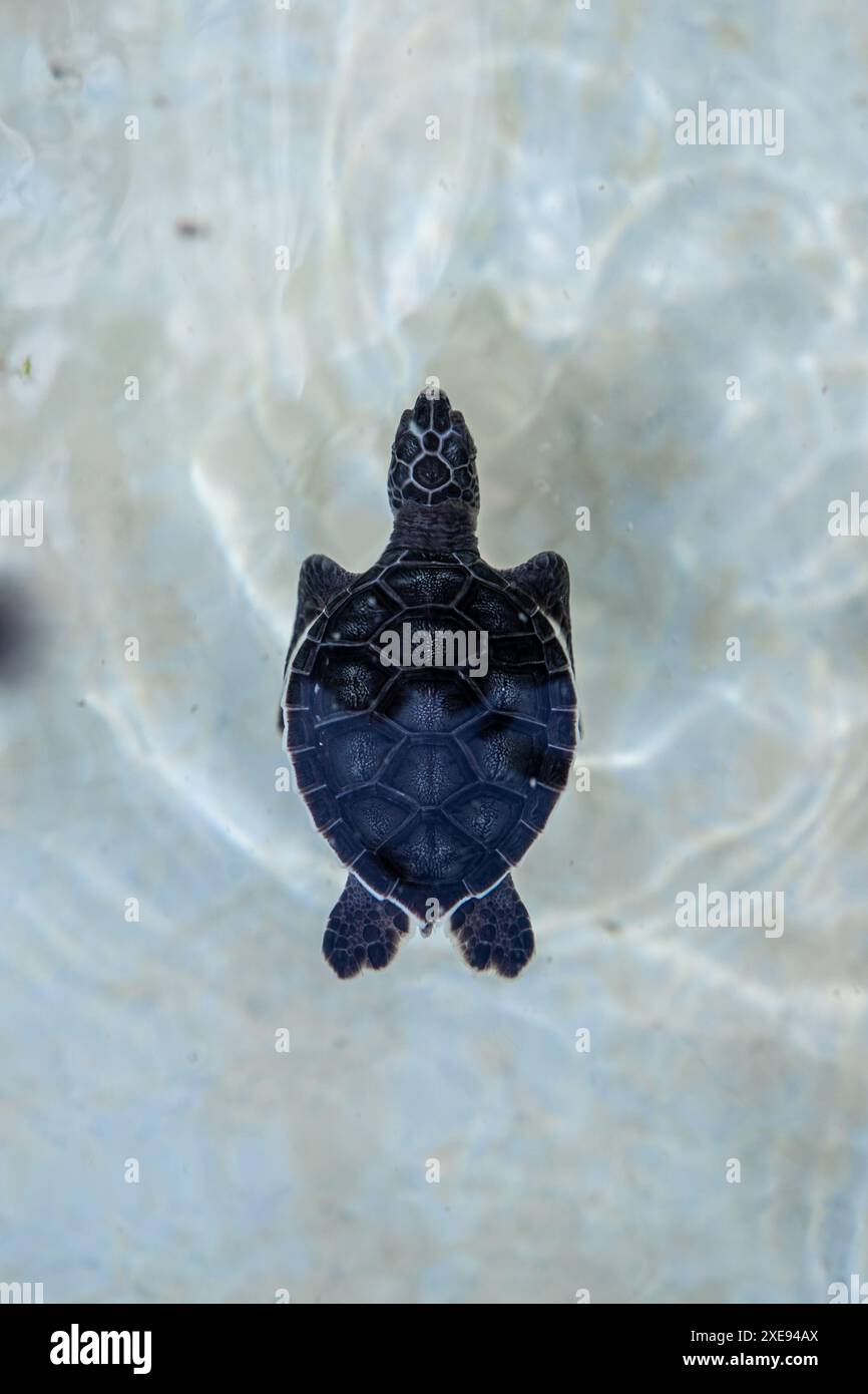 Cute baby sea turtle swimming hi-res stock photography and images - Alamy