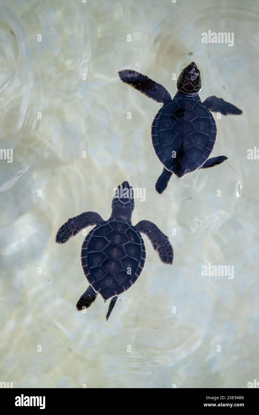 Baby Sea turtles in a pond at Eco-Park in Quintana Roo, Mexico Stock ...