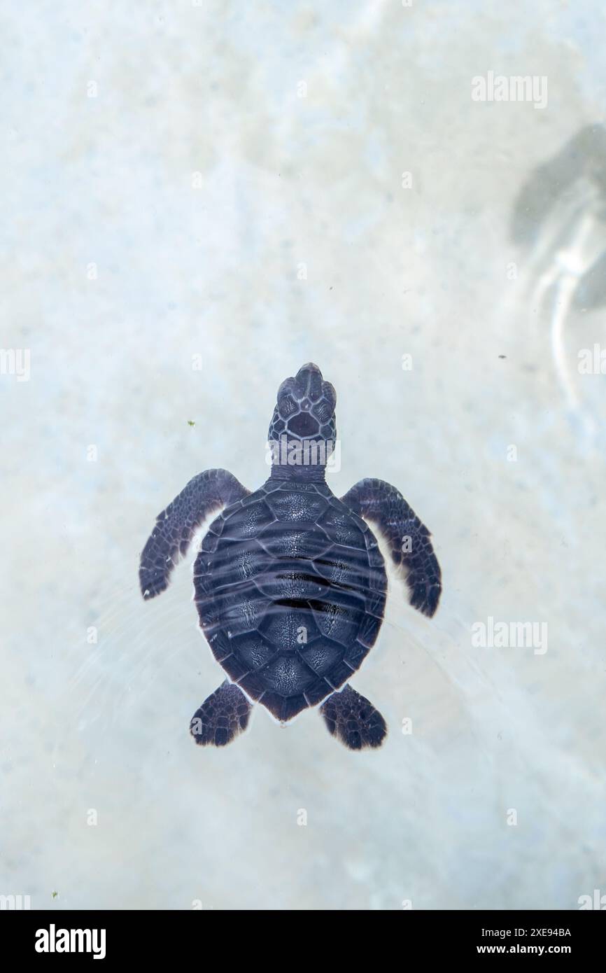Cute baby sea turtle swimming hi-res stock photography and images - Alamy